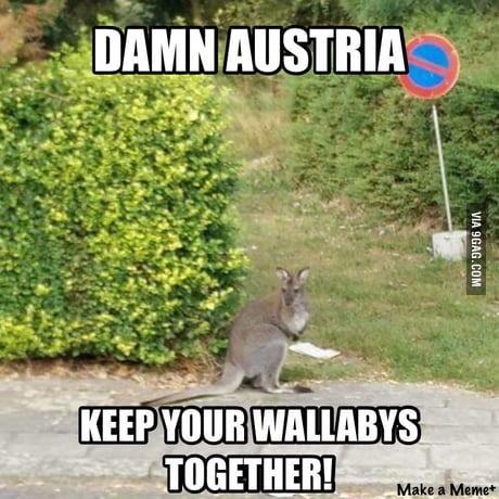 Wallaby Meme Daily Creature 119: Agile Wallaby Hal Brindley Wildlife