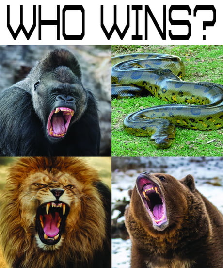 Dos Equis Anaconda Memes Pin On SF Niner's