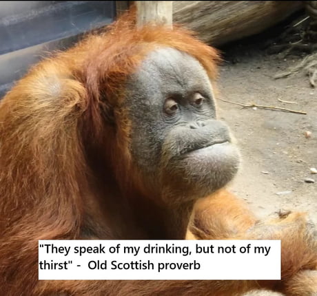 Monkey Business Memes