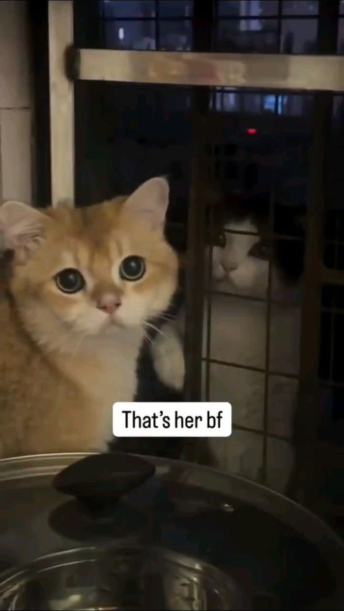 Cats being cats - 9GAG