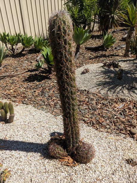 Best Funny cactus Memes - 9GAG