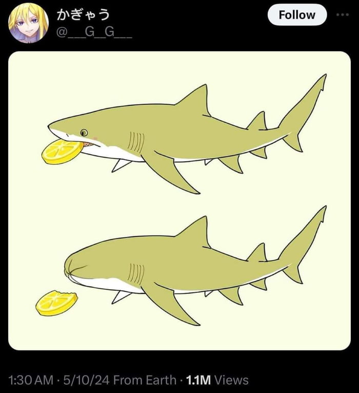 Obviously not a lemon shark - 9GAG