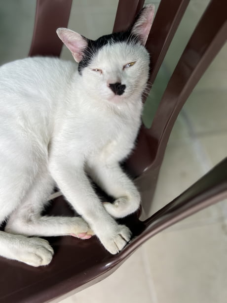 Best Funny kitler Memes - 9GAG
