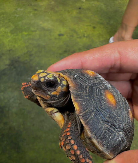 Best Funny tony Memes - 9GAG