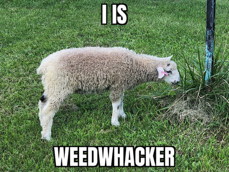 Best Funny sheep Memes - 9GAG