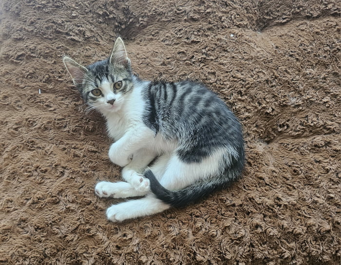 I submit to you, one smol boi. - 9GAG