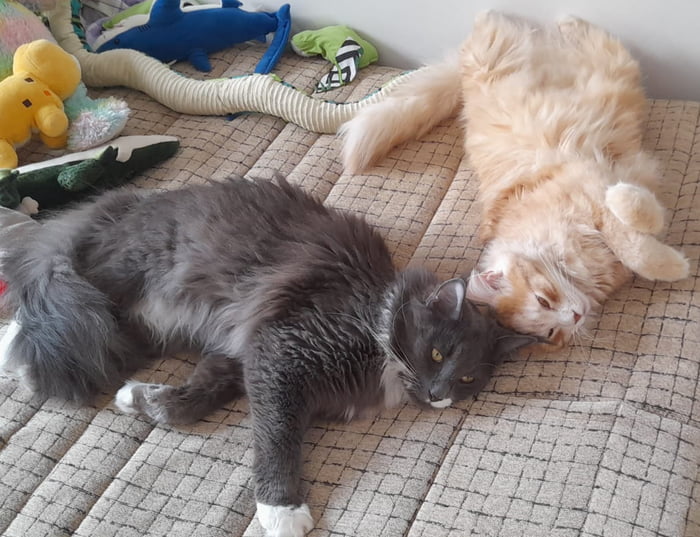 These are my cats. Blue and Lobo. - 9GAG