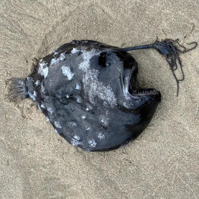 Pacific football fish washed up at an Oregon beach. This deep-sea ...