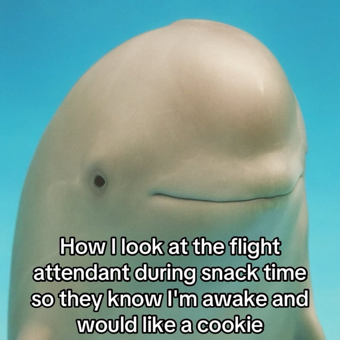 That look when the snack cart is coming down the aisle - 9GAG