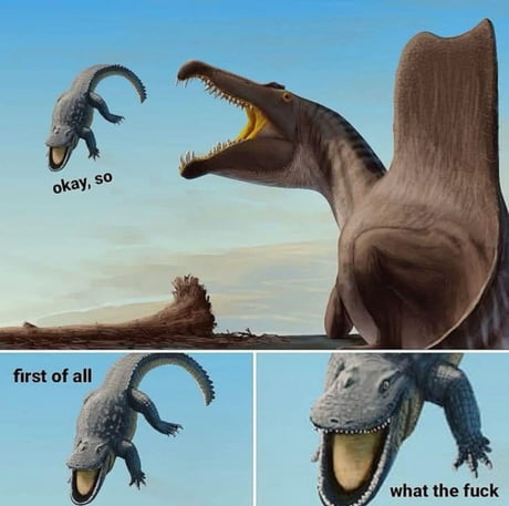 Best Funny alligator Memes - 9GAG