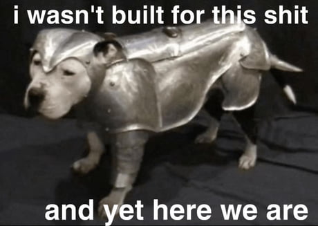 Lustige Pitbull Memes