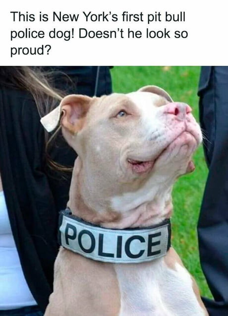 Chadolf_Hilter - 9GAG