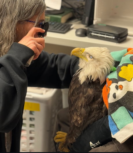 Bald Eagle Memes Amazon.com: Adulto Cute Bald Eagle Funny Birds Canvas