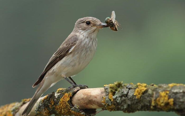 Bird needs wings to fly. But fly doesn't need bird to wing. - 9GAG