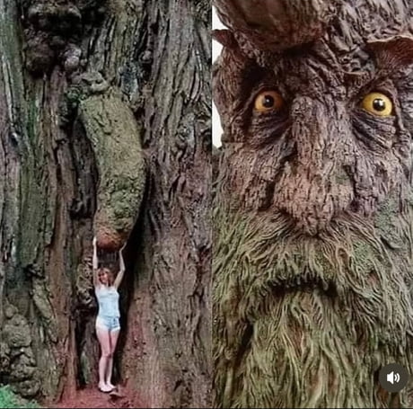 Best Funny tree Memes - 9GAG