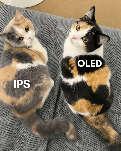 100+ Cat memes, GIFs, Videos and more