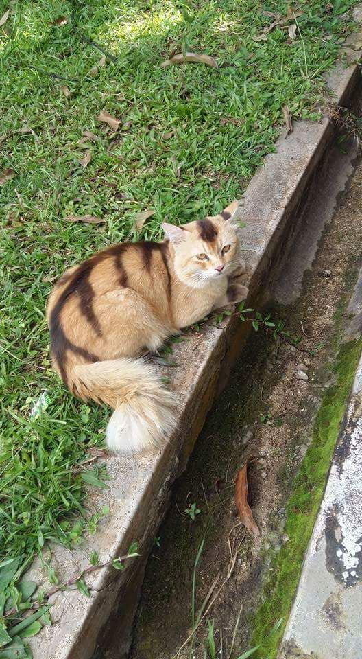 This cat strips look likes avatar the last airbender pet (Appa) - 9GAG