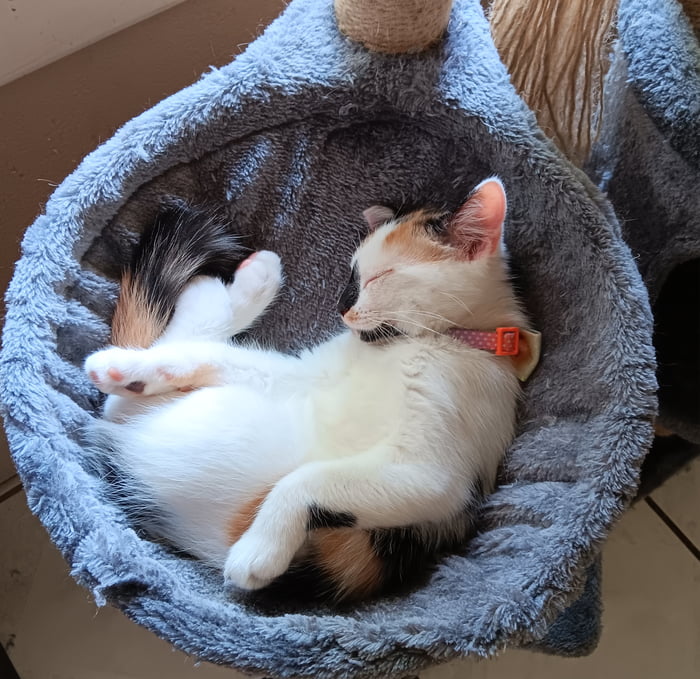 Soft kitty, warm kitty, little ball of fur Happy kitty, sleepy kitty ...