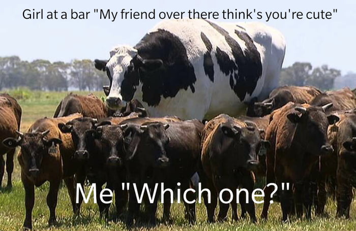 Holy cow! - 9GAG
