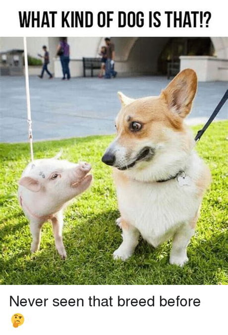 Best Funny inbred Memes - 9GAG