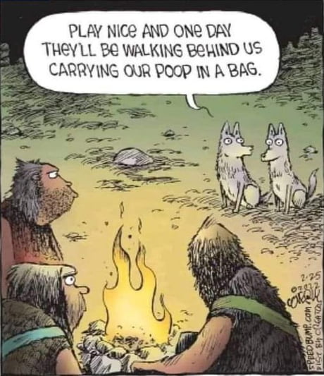 Best Funny wolves Memes - 9GAG