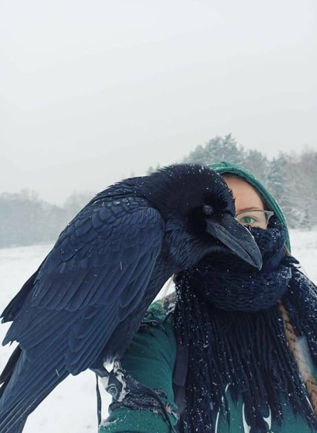 Best Funny raven Memes - 9GAG