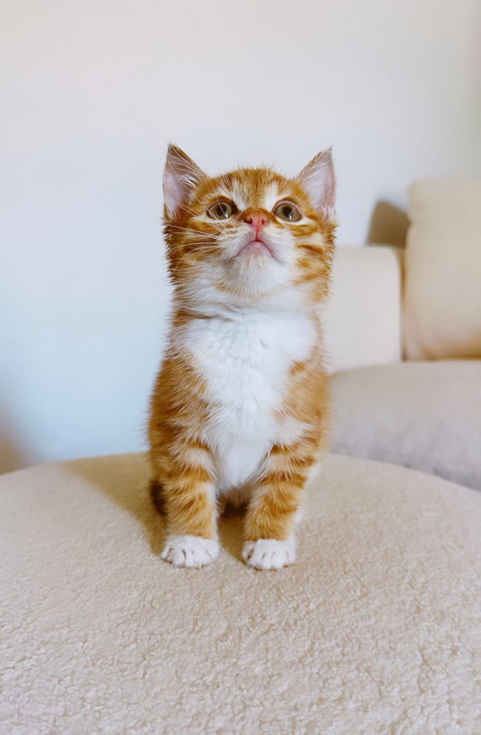 Ravioli is a tiny boy - 9GAG