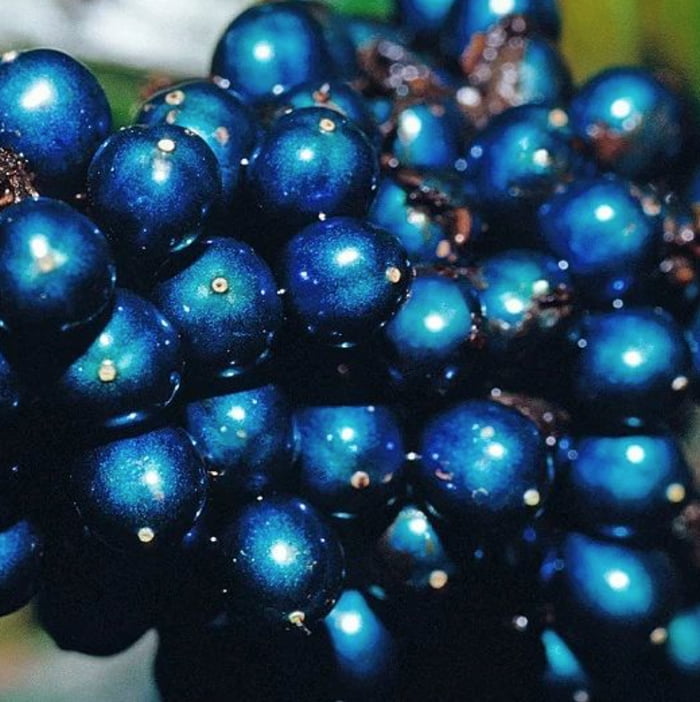 The Marble Berries are the brightest living matter on Earth. - 9GAG