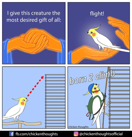 Best Funny cockatiel Memes - 9GAG