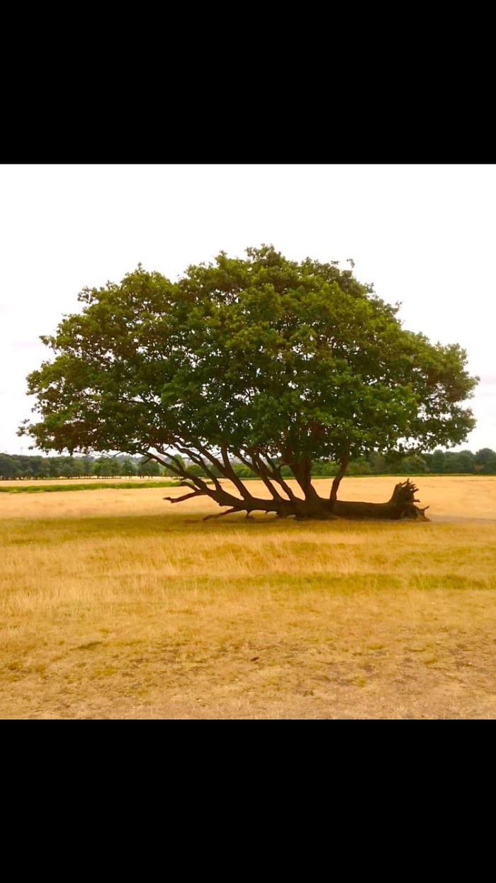 Tree fell over and grew on its side - 9GAG