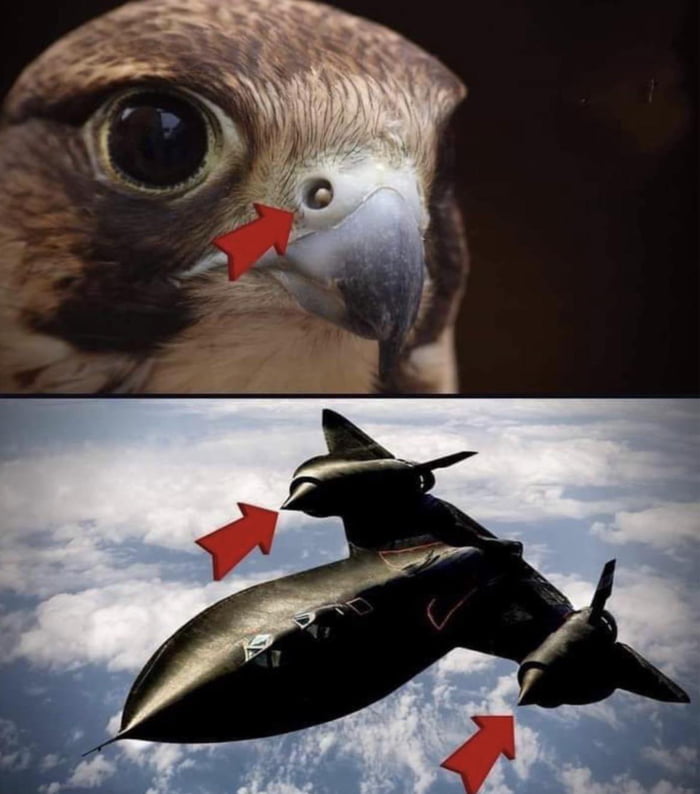The Peregrine Falcon uses nose cones to slow down the wind coming in it ...