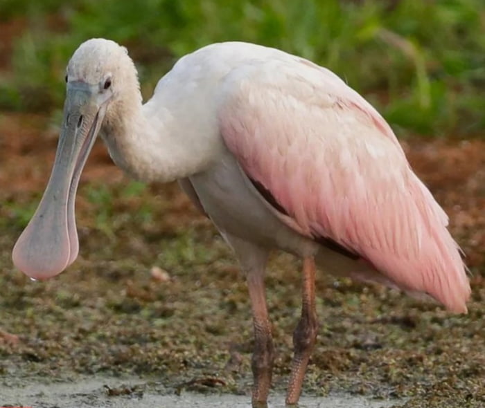 Rare pink Roseate Spoonbill bird spotted for the first time in nearly ...