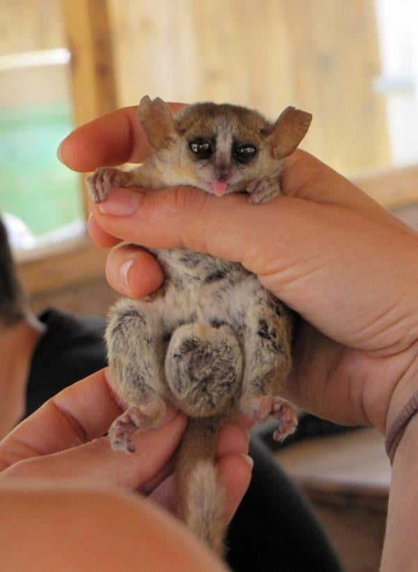 The northern giant mouse lemur of Madagascar has the largest testicles ...