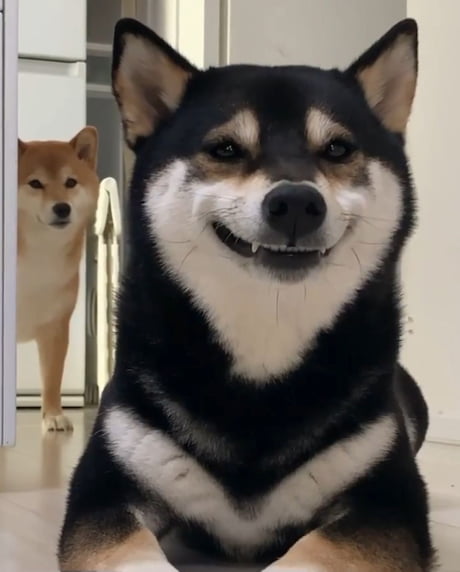 Evil Plotting Baby Meme