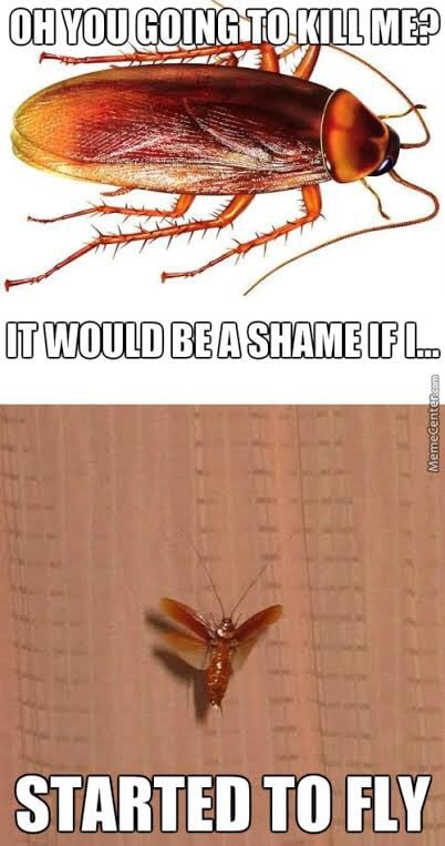 Everybody a gangsta till the cockroach starts to fly. - 9GAG