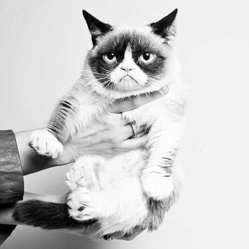 Grumpy Cat, The Internet Legend Dies At Age Of Seven - 9GAG