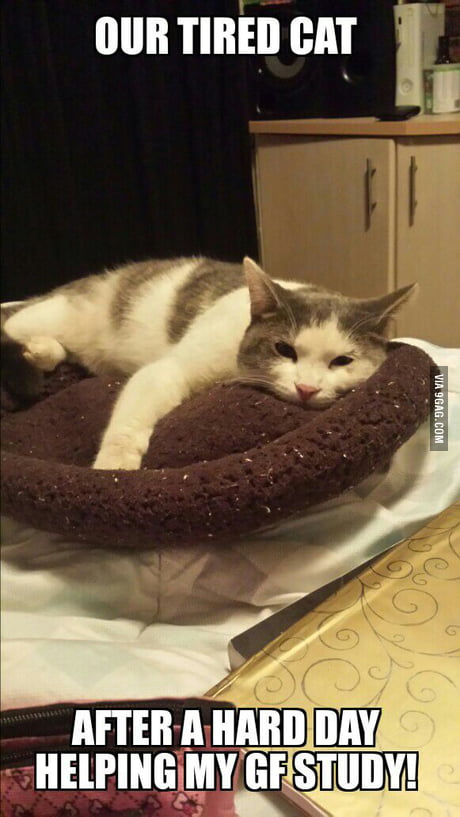 Overworked Kitty Rescue Organization Recommends Cat Be Kept Away From