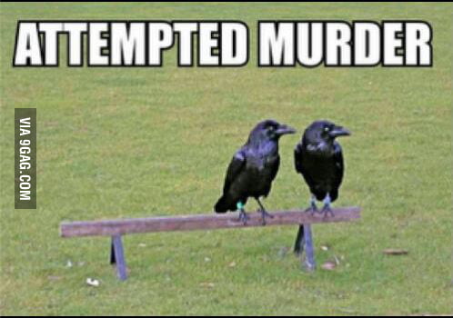 Hope this joke doesn't fly over your head. - 9GAG