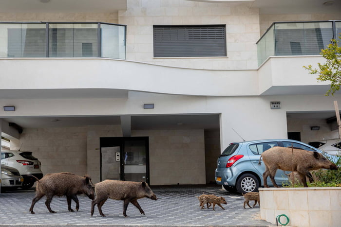 Wild Boar In Haifa Takes A Nap After Eating All The Garbage - 9GAG