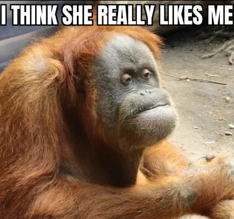 Wtf Monkey Memes Best Funny Monkey Memes 9GAG