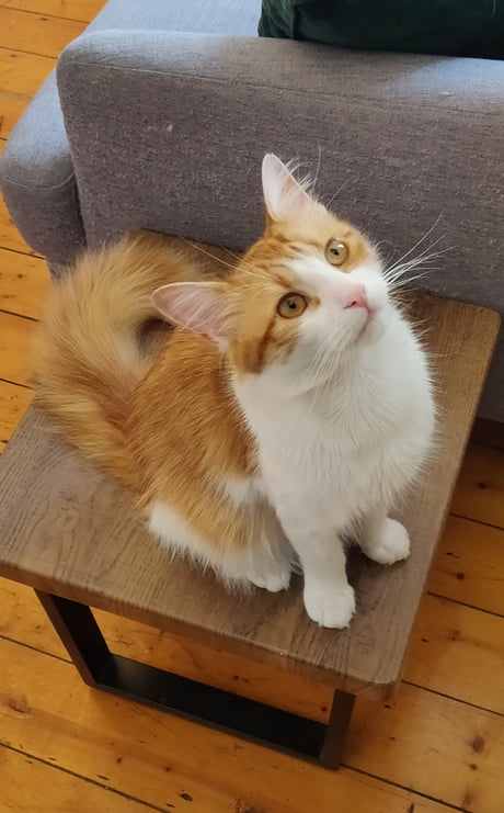 Best Funny cheebs Memes - 9GAG