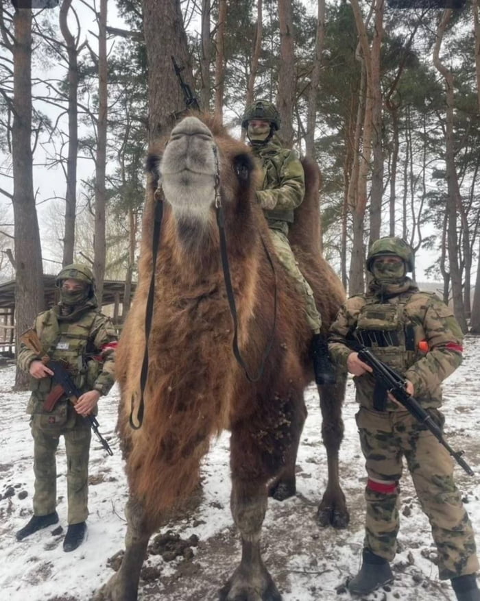 Camel in service with the Russian Armed Forces - 9GAG