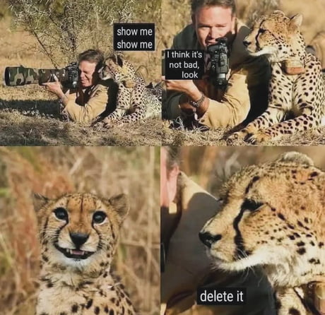 Funny Cheetah Memes Animals Make Surprising Sounds: Cheetahs And More