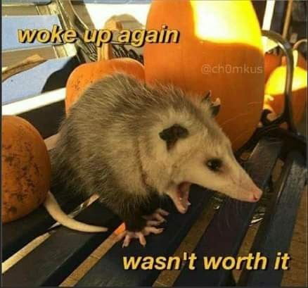 Best Funny opossum Memes - 9GAG