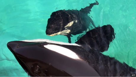 Best Funny orca Memes - 9GAG