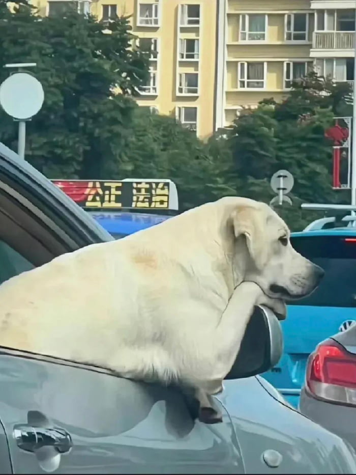 What's going through a dog's mind when stuck in traffic? - 9GAG