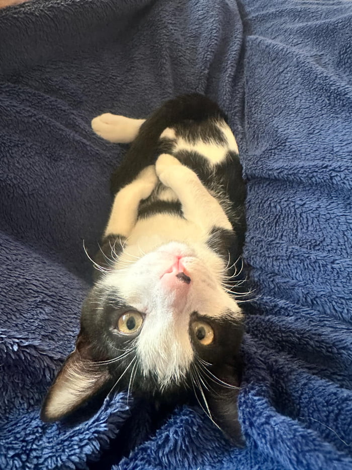 Dingus does his best impression of a potato - 9GAG