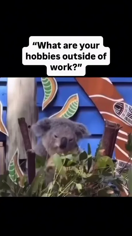 Koala Joke Memes