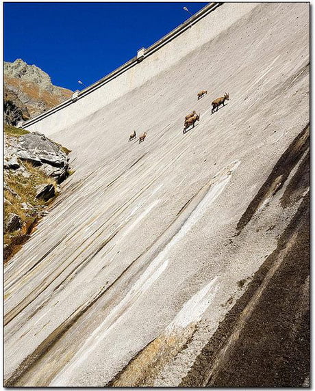 Best Funny ibex Memes - 9GAG