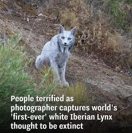 Best Funny lynx Memes - 9GAG